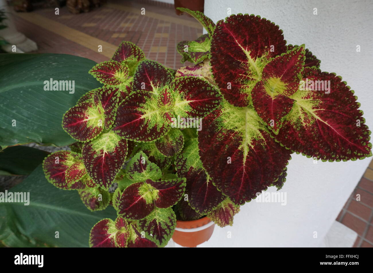 Coleus red plant hi-res stock photography and images - Alamy