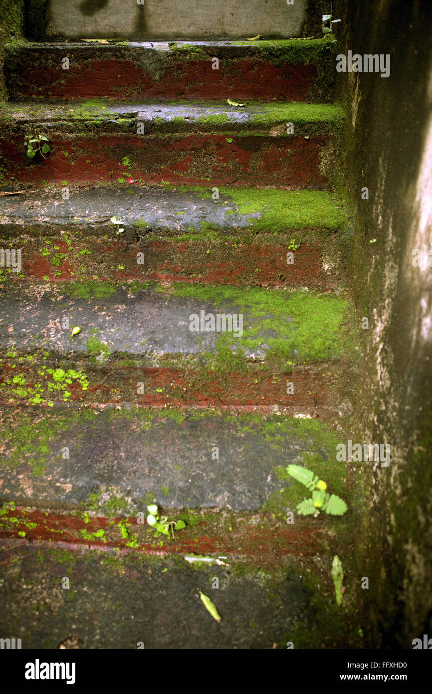 Step moss hi-res stock photography and images - Alamy