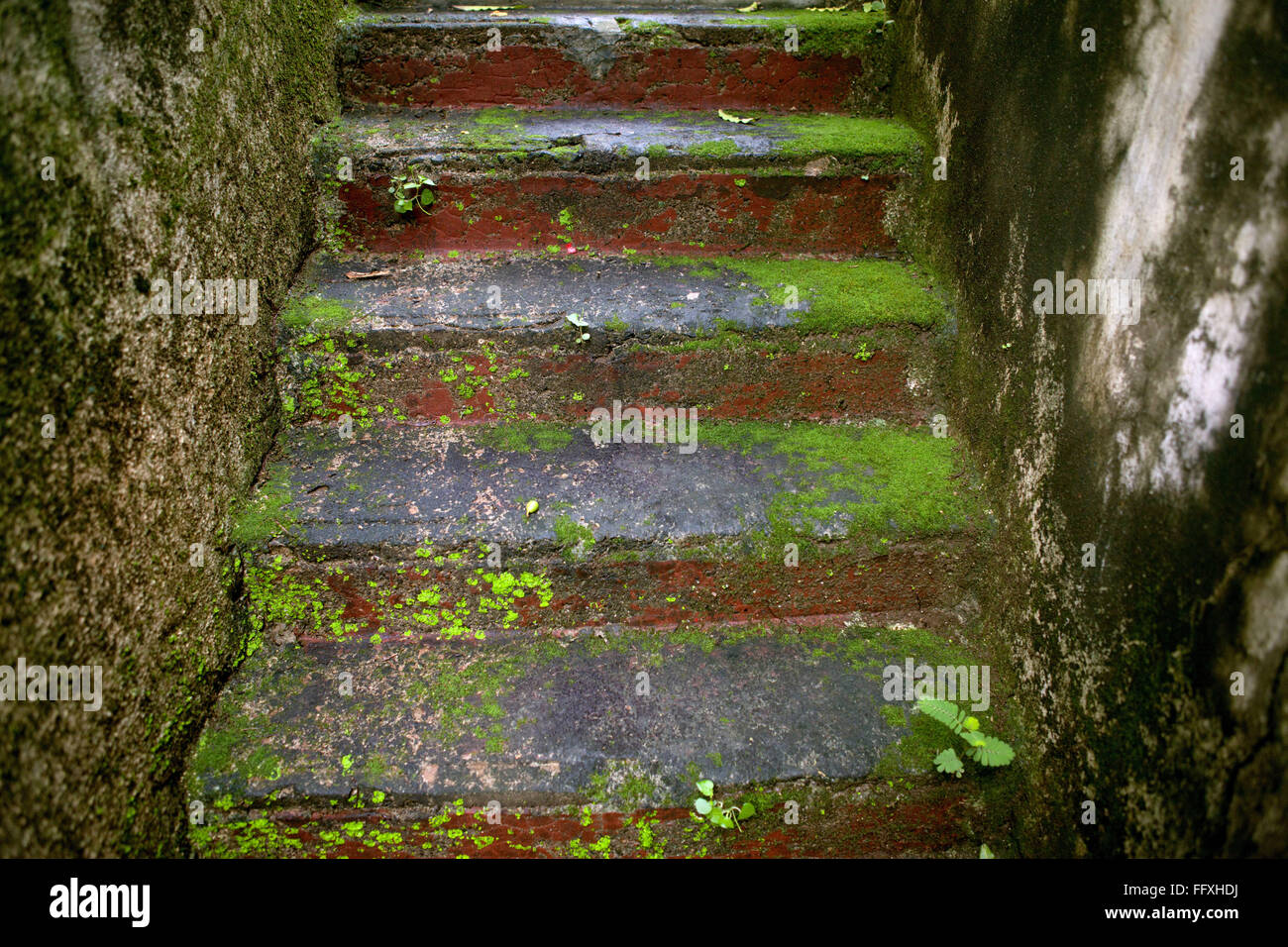 Step moss hi-res stock photography and images - Alamy