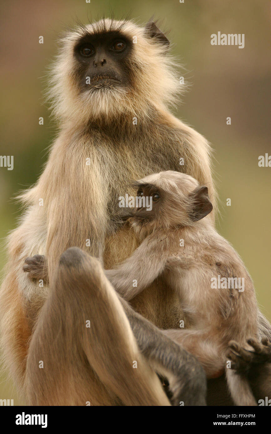 Common Langurs Presbytis entellus baby sucking mother , Ranthambore ...