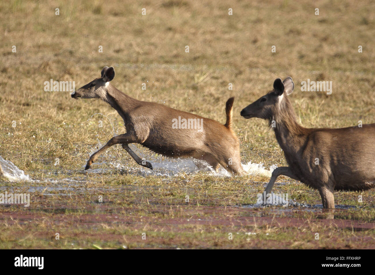 Sambar Deer Cervus unicolor running in Rajbagh lake , Ranthambore ...