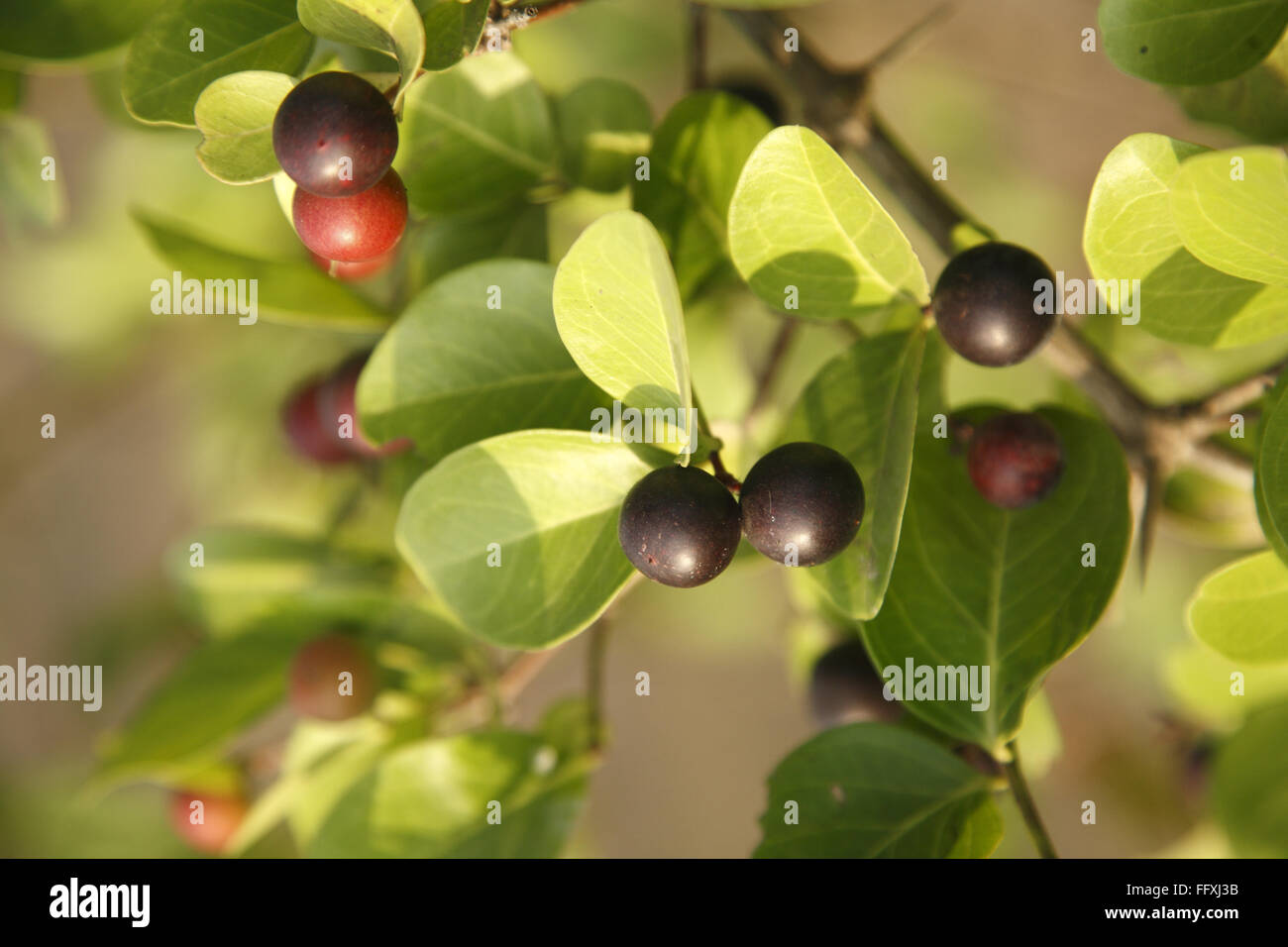 Fruit , Karonda Karwanda Carissa carandas naturally grown on plant ...
