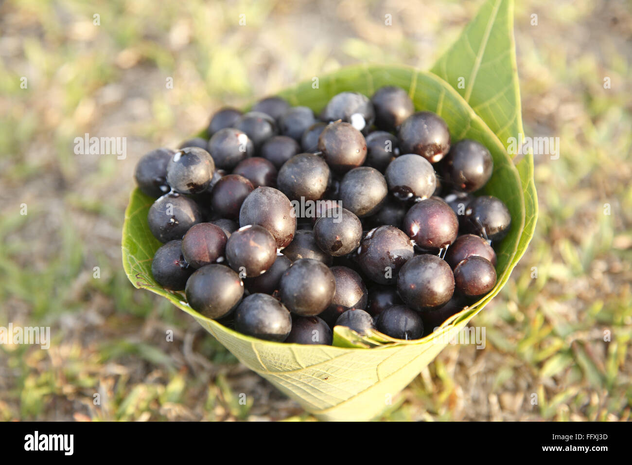 Fruit , Karonda Karwanda Carissa carandas kept in conical leaf Stock ...
