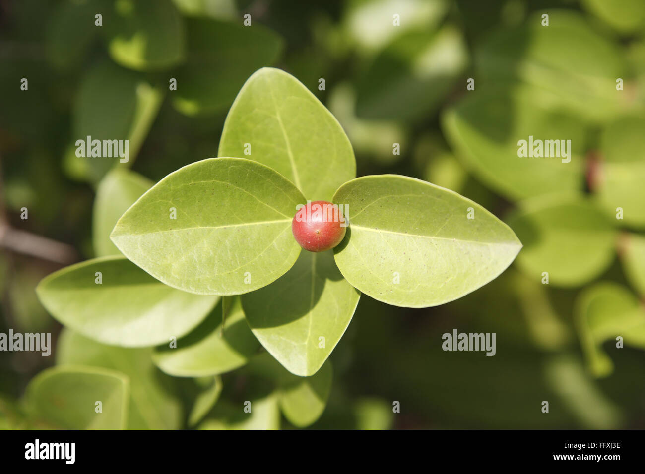 Carissa carandas carandas karonda leaves hi-res stock photography and ...