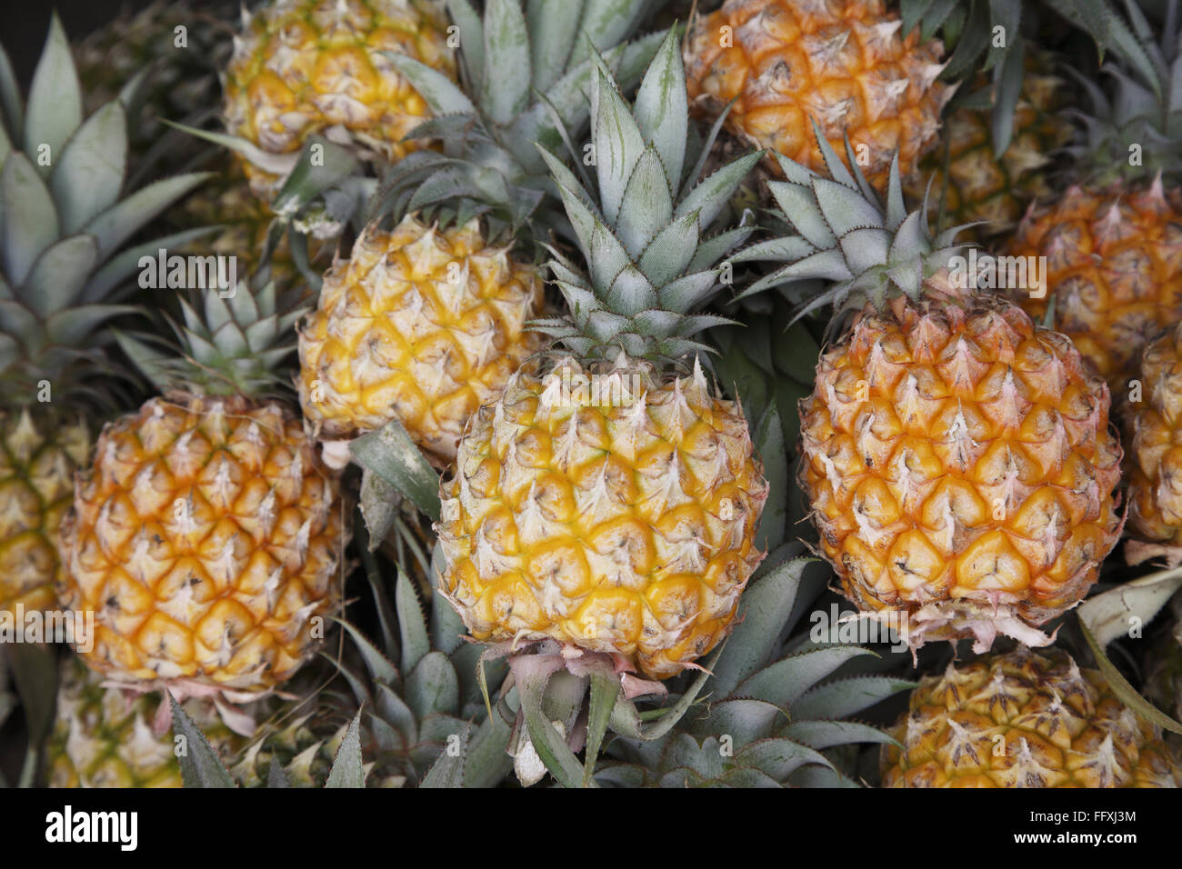 Pineapple Ananas comosus for sale display in fruit shop Stock Photo - Alamy