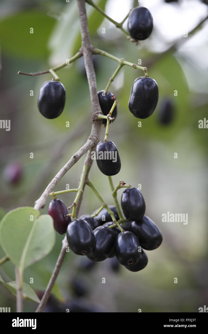 Fruit , Jambul Jamun or Jamblang Syzygium cumini on branch of tree ...