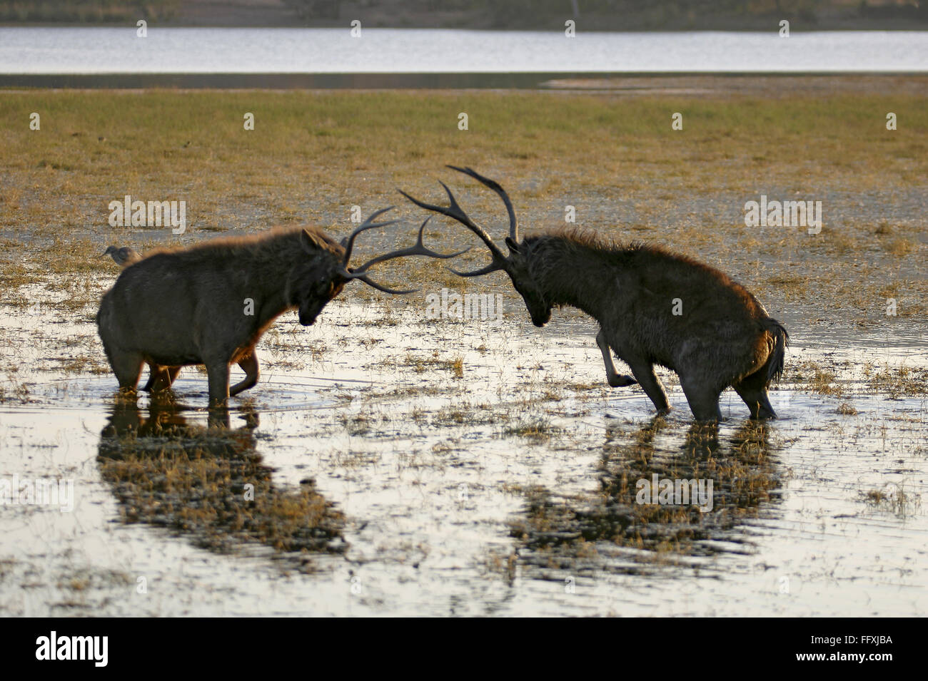 Sparring Sambar Deer stags in Rajbagh lake , Ranthambore Tiger Reserve ...