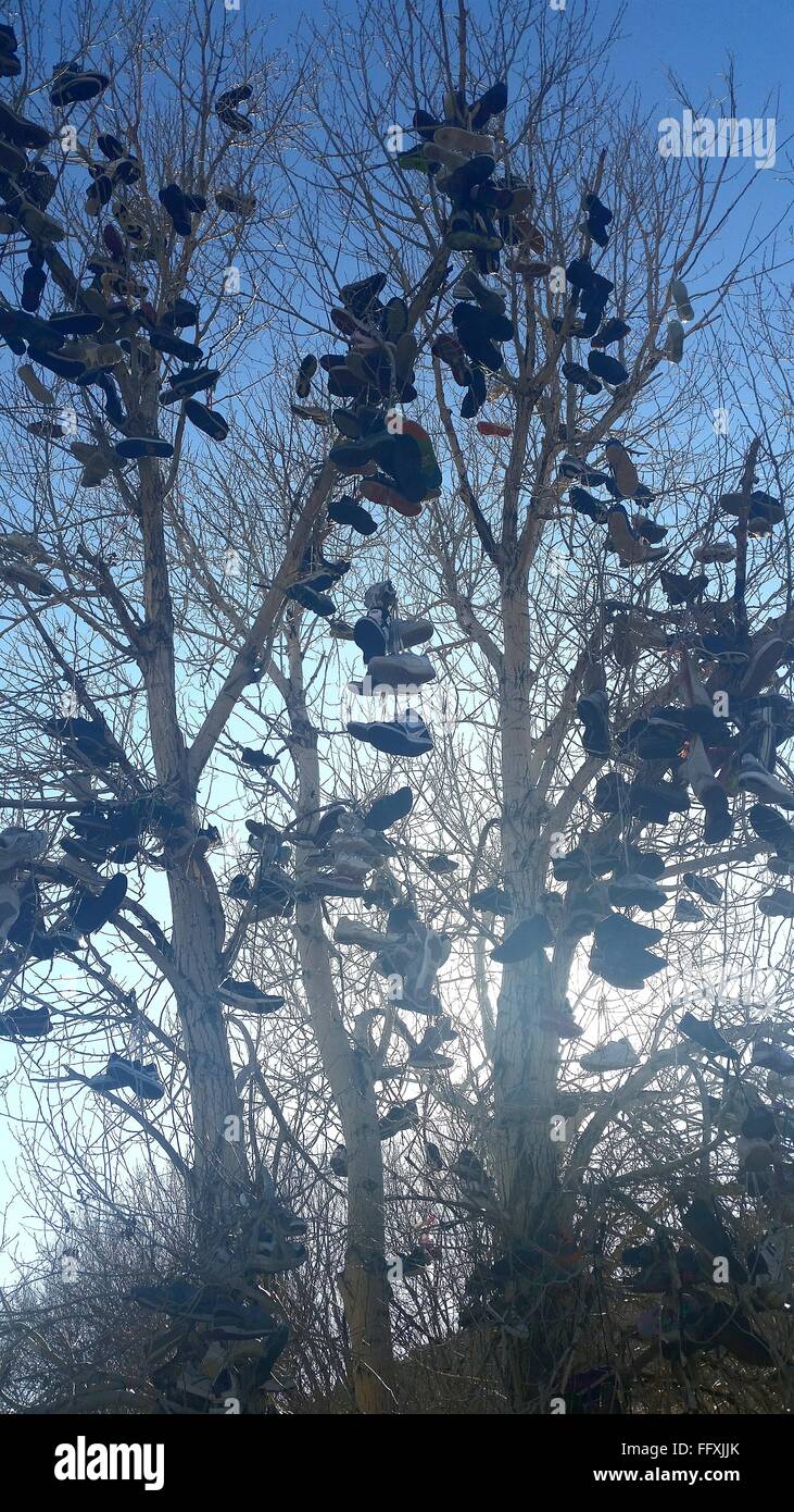 Shoes Hanging From Tree Stock Photos & Shoes Hanging From Tree Stock ...