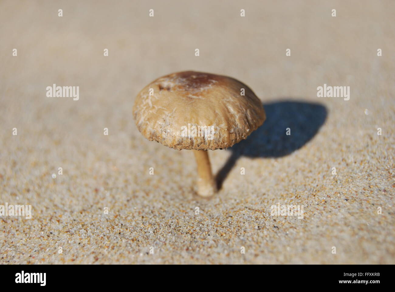 Mushroom in sand hi-res stock photography and images - Alamy