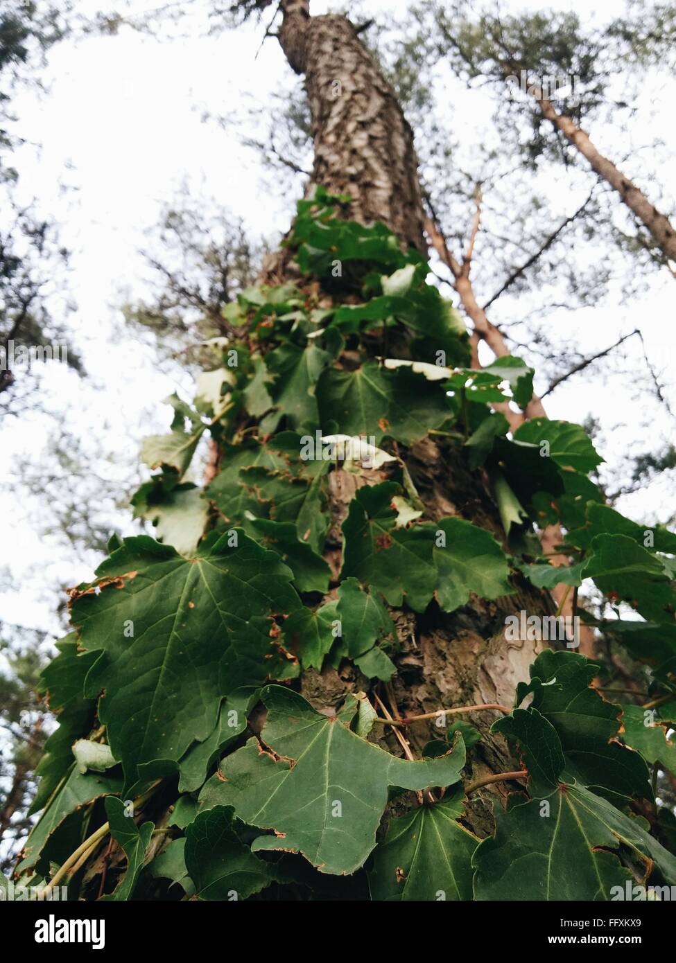 Creeper Tree Trunk Stock Photos & Creeper Tree Trunk Stock Images - Alamy