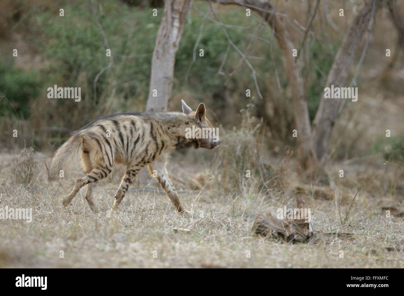 Striped hyena hi-res stock photography and images - Alamy