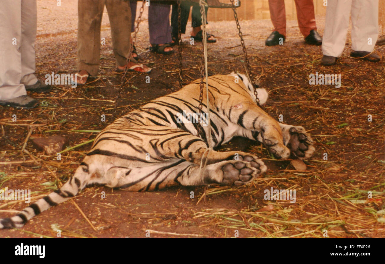 Broken tail of Tiger Panthera tigris run down by train , Dara wildlife ...