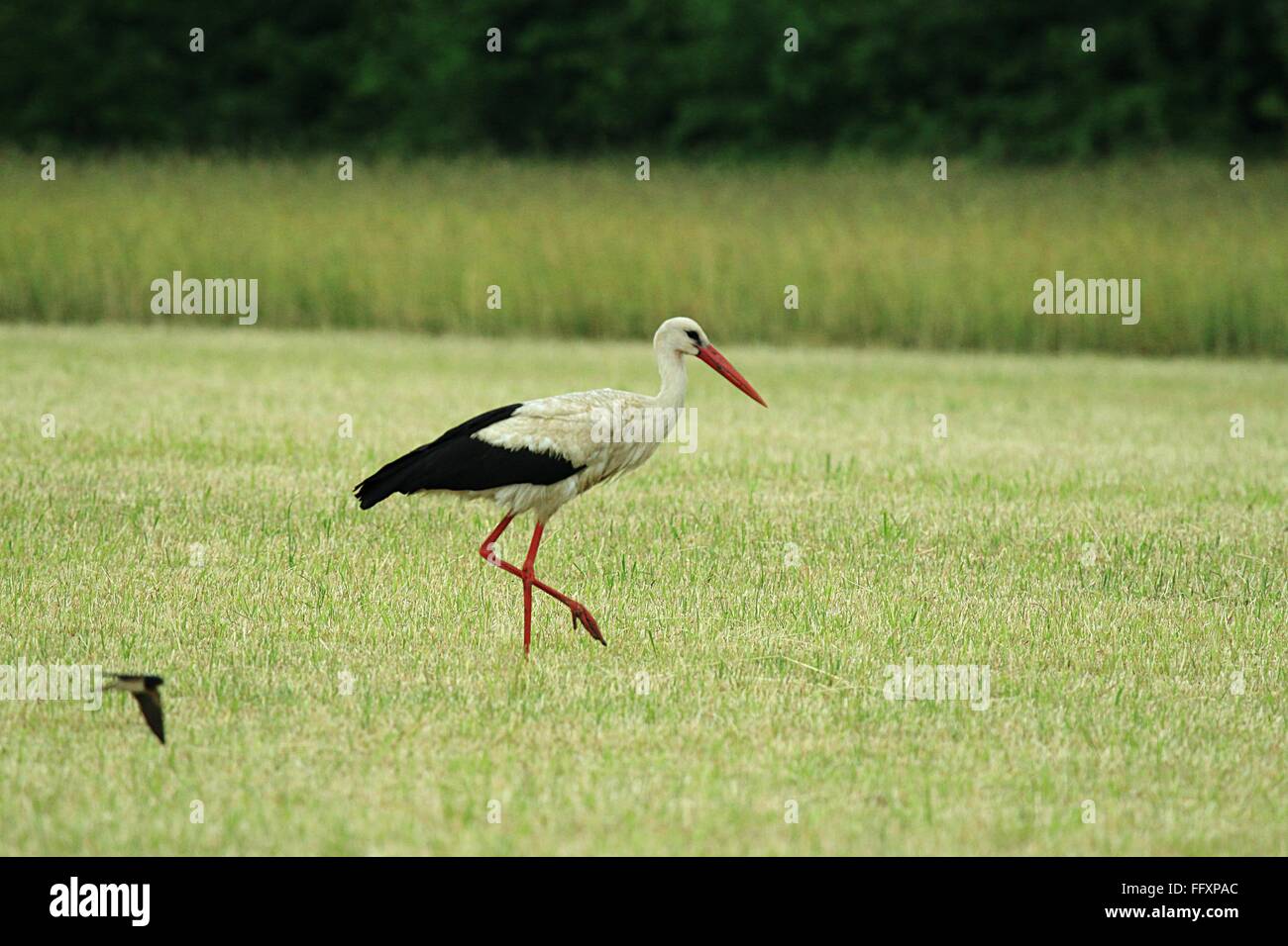 Side bird hi-res stock photography and images - Alamy
