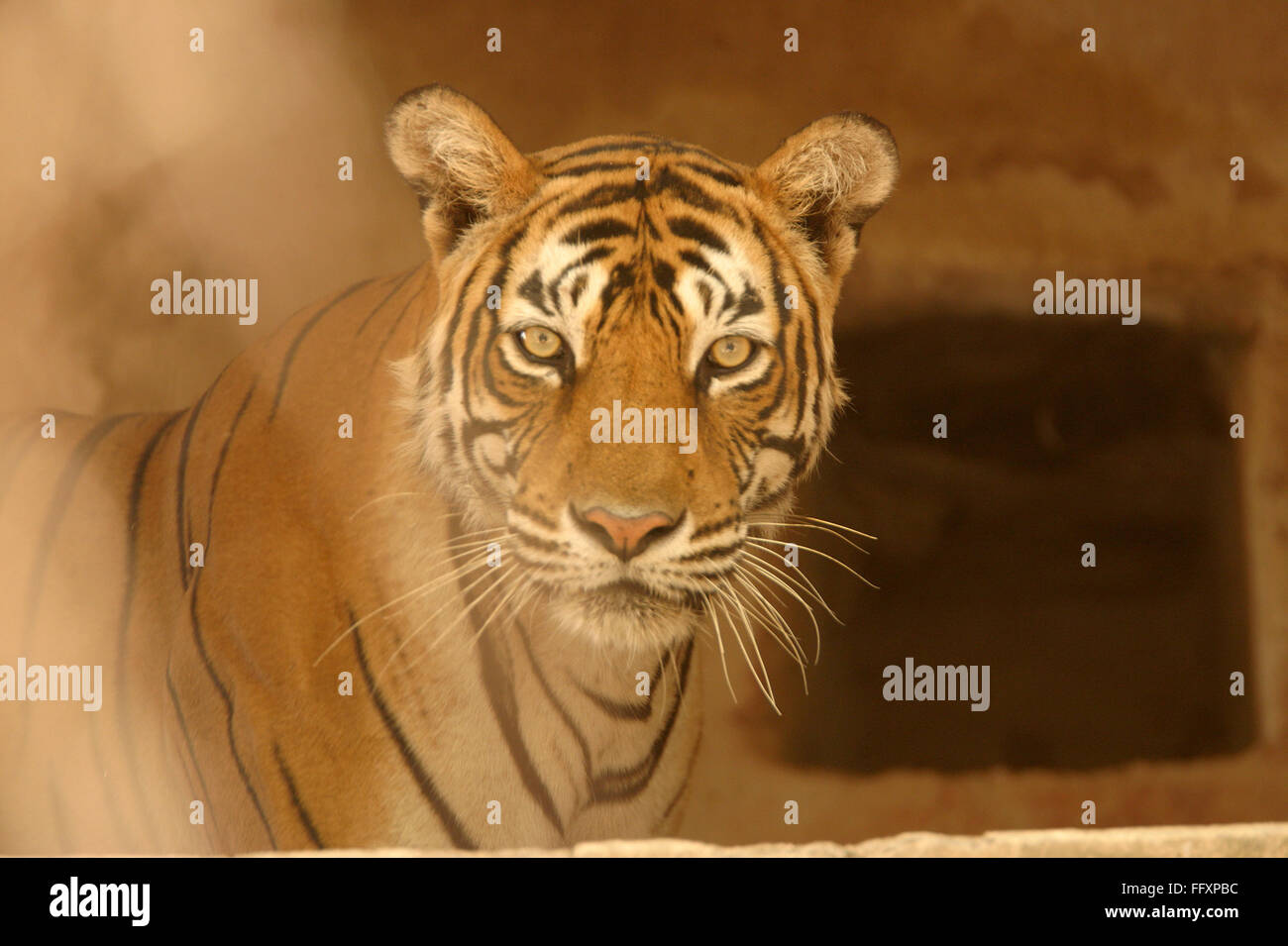 Machali tigress hi-res stock photography and images - Alamy