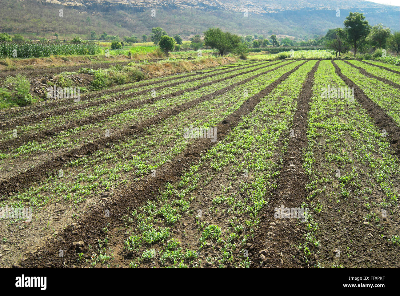 Field in Dimba village , District Pune , Maharashtra , India Stock ...