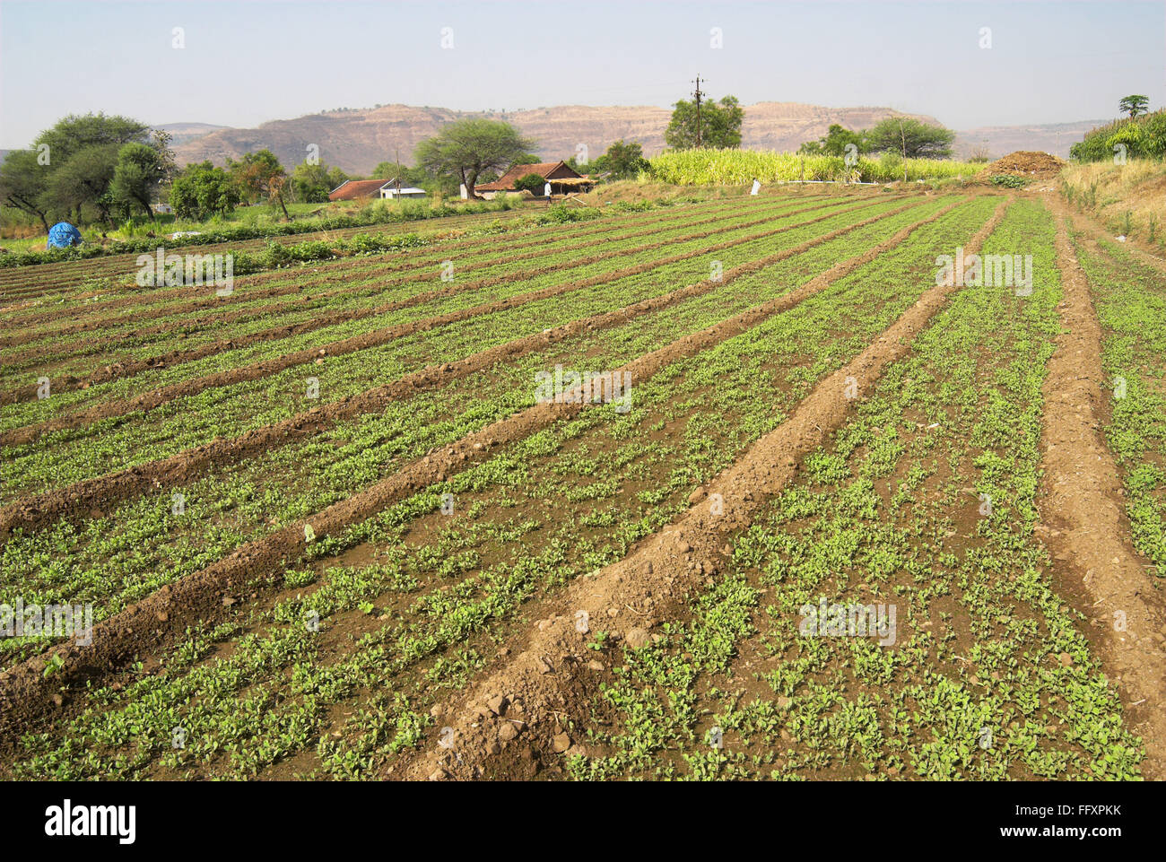 Field in Dimba village , District Pune , Maharashtra , India Stock ...