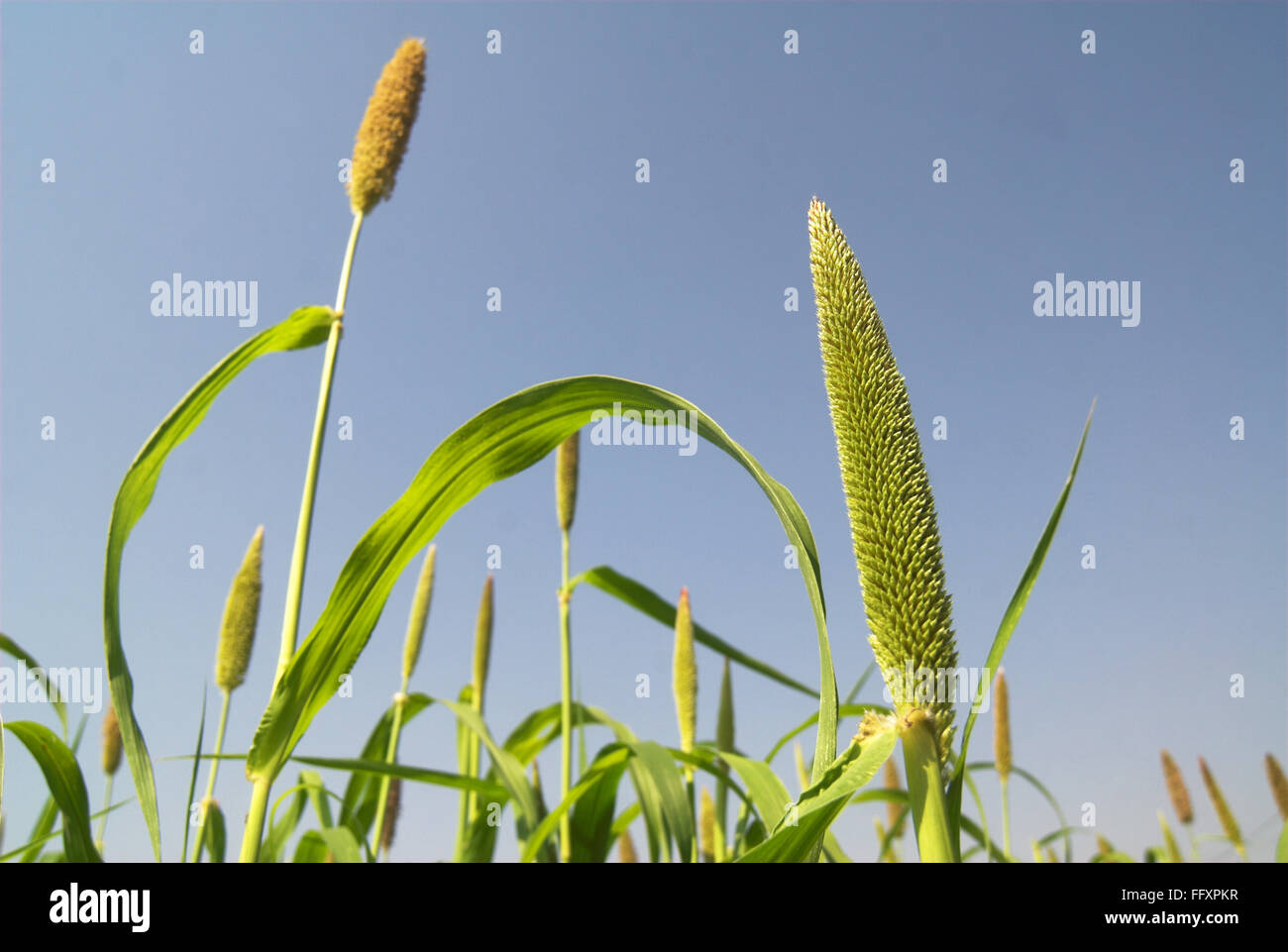Pearl millet pennisetum glaucum field in Dimba village , District Pune ...