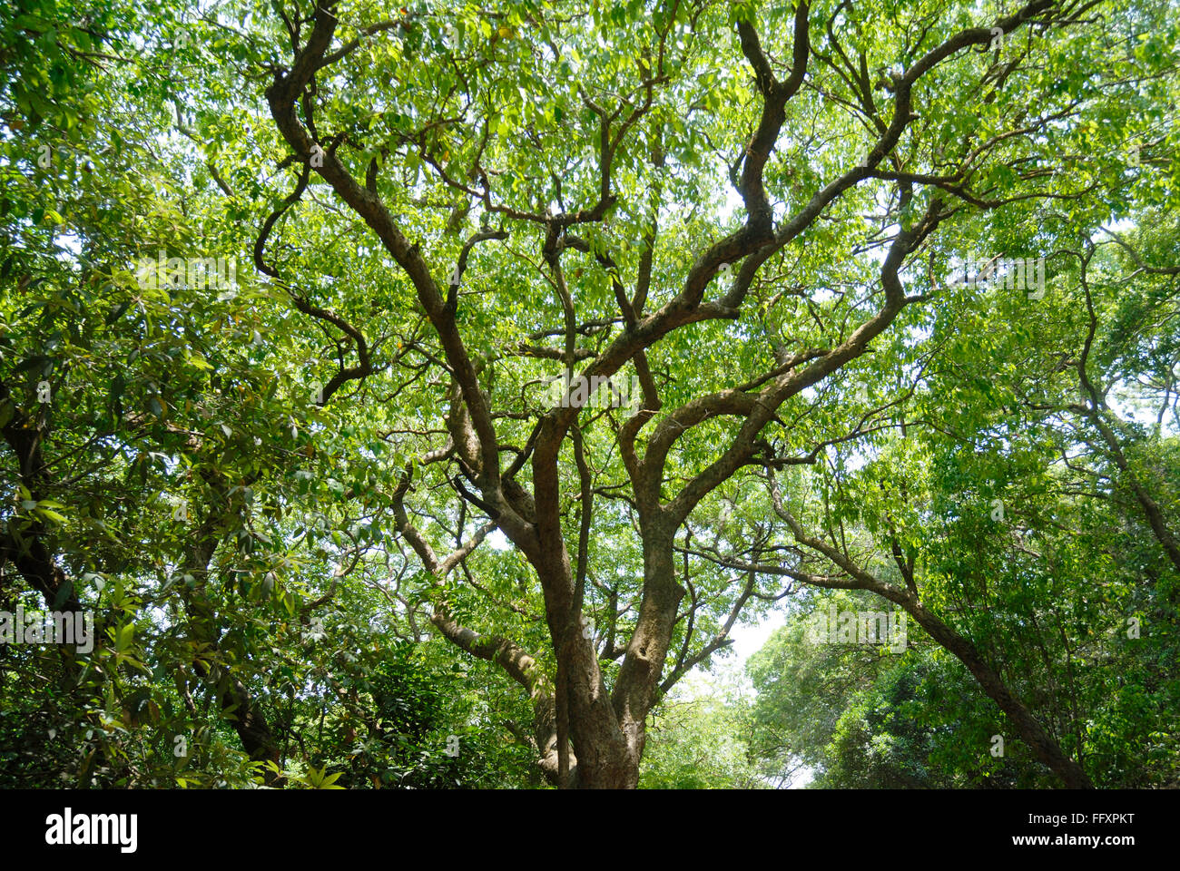 Lush green trees in Bhimashankar wildlife sanctuary in Pune District ...