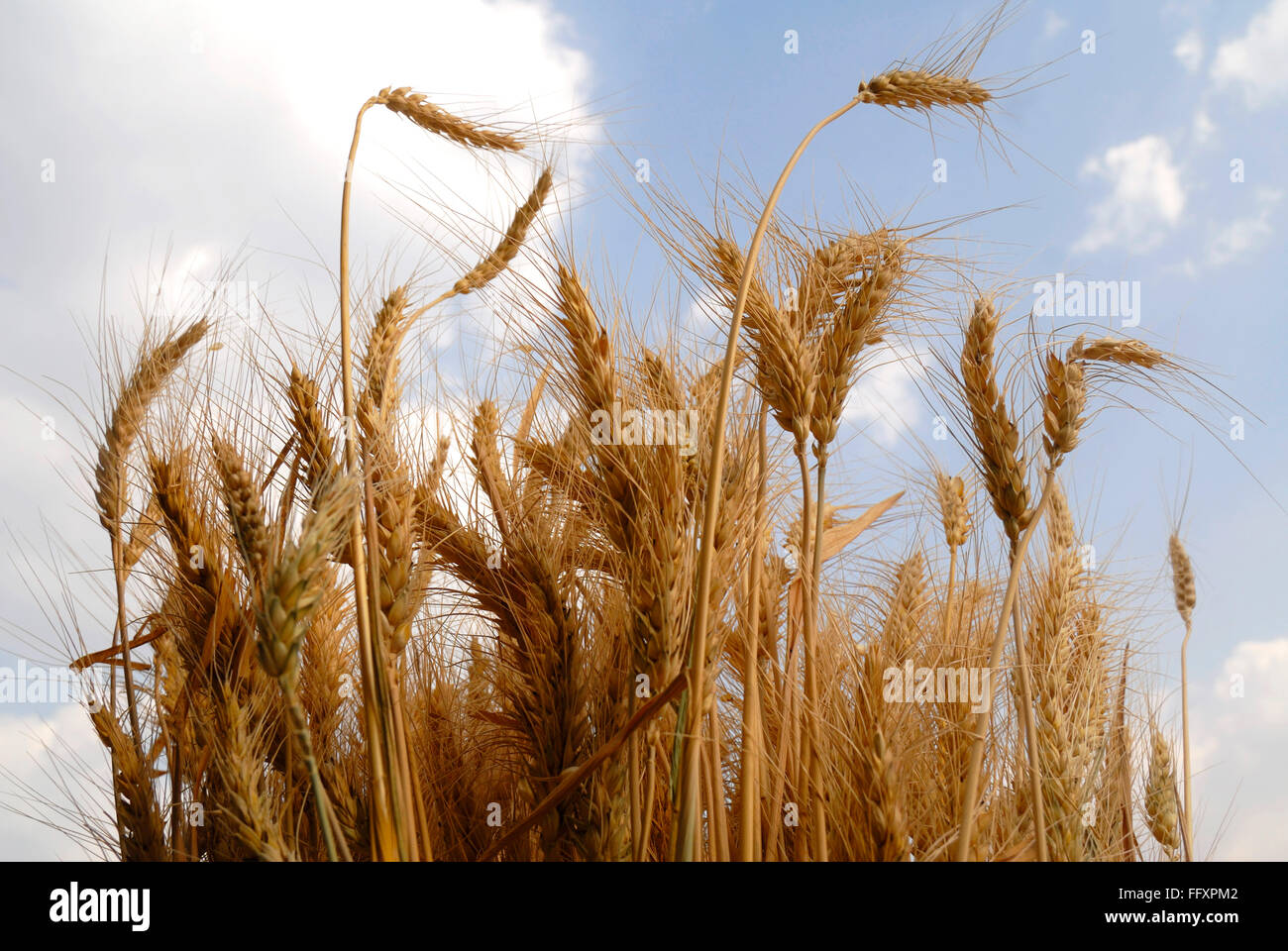 Golden wheat crop growing in field ready for harvesting at Dimba ...