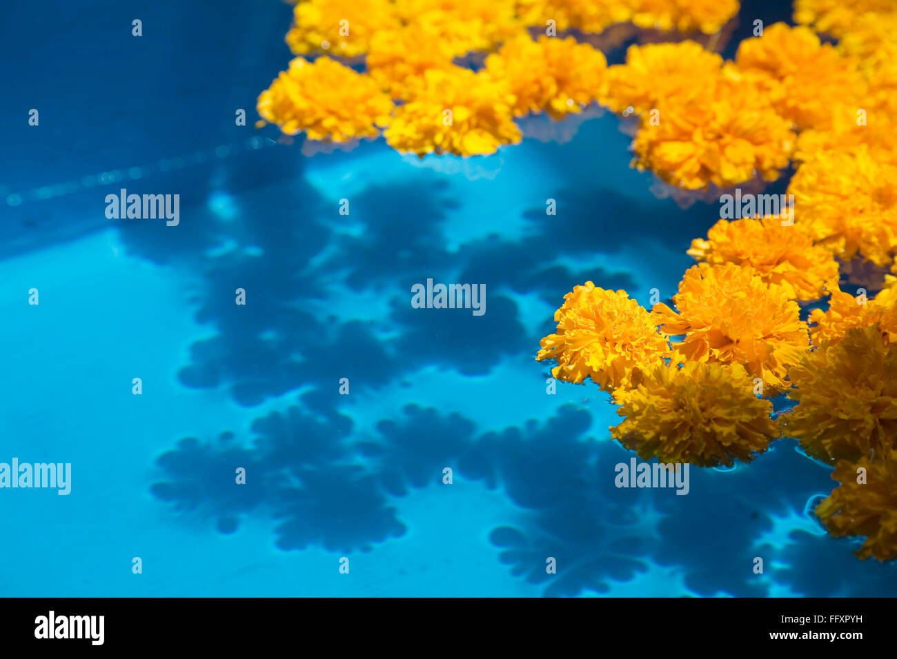 Marigold texture hi-res stock photography and images - Alamy