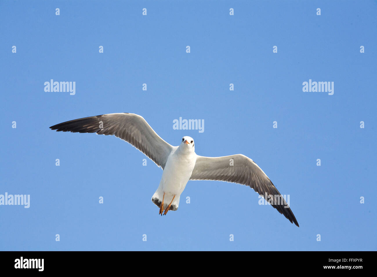 White gull with black tipped wings hi-res stock photography and images ...