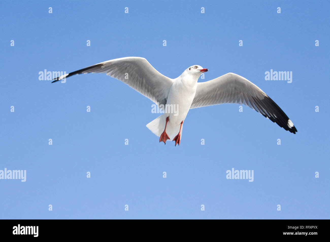Flying seagull hi-res stock photography and images - Alamy