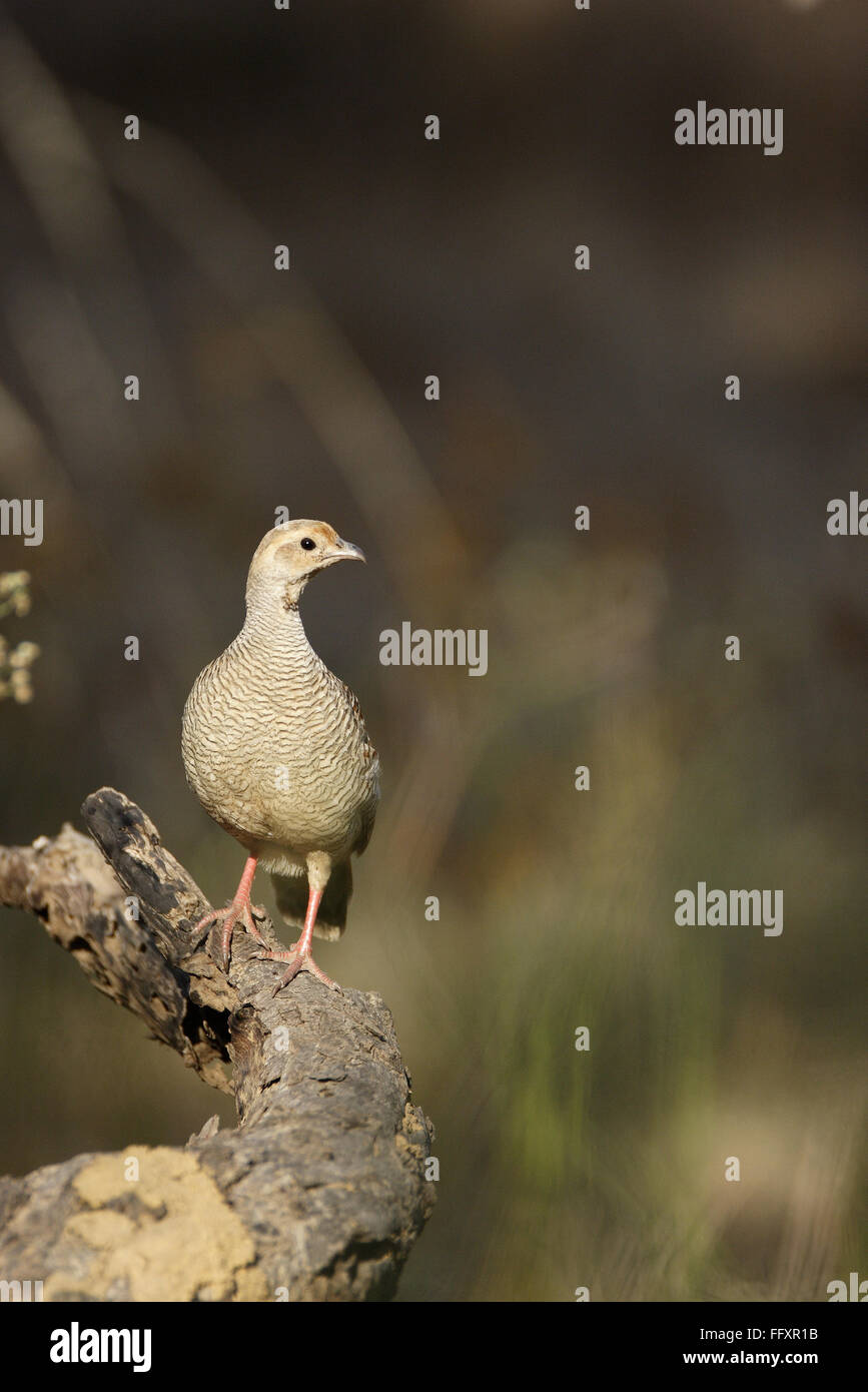 Bird , Grey Francolin Francolinus pondicerianus sitting on wood in ...