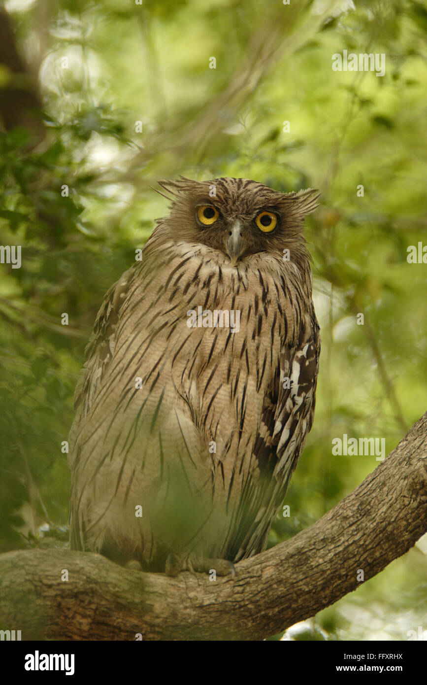 Bird , Brown Fish Owl Ketupa zeylonensis sitting on tree , Corbett ...