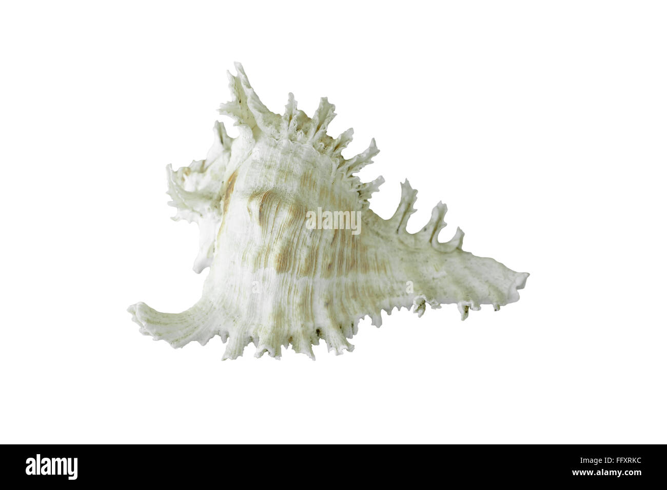 sea shell isolated on white background Stock Photo - Alamy