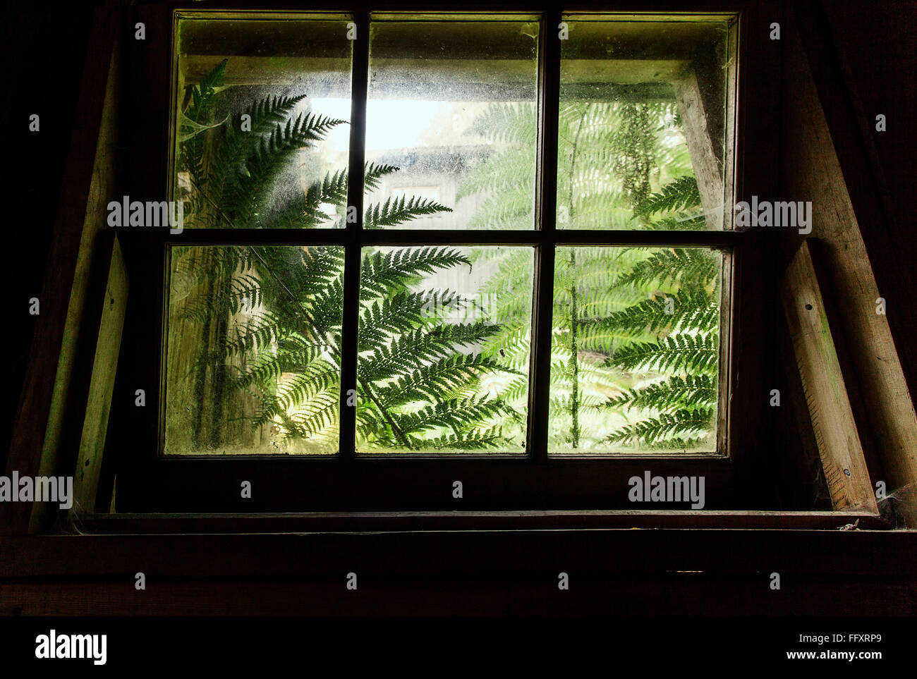Rainforest out the window hi-res stock photography and images - Alamy