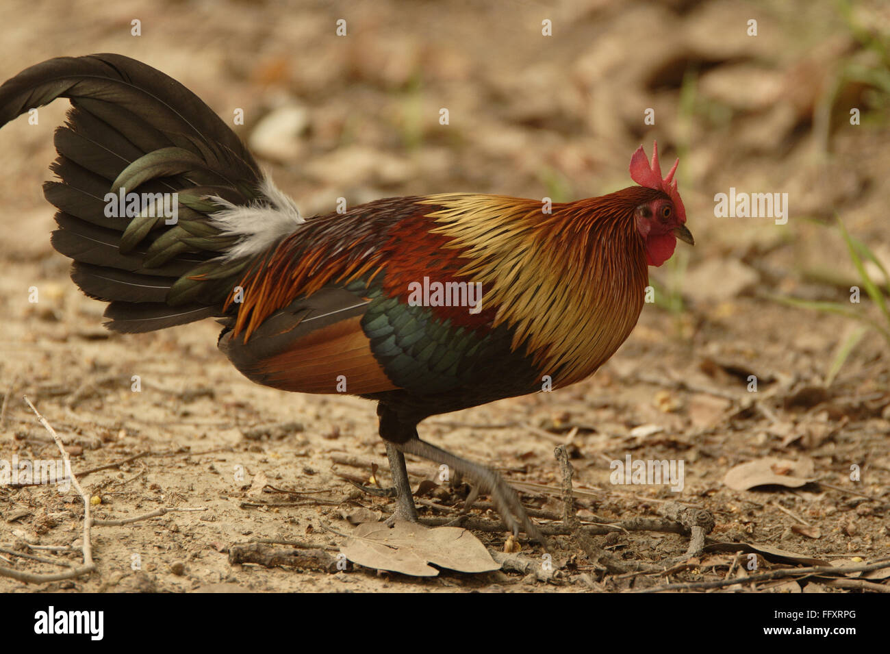 Red Jungle Fowl , Corbett tiger Reserve , Uttaranchal , Rajasthan ...