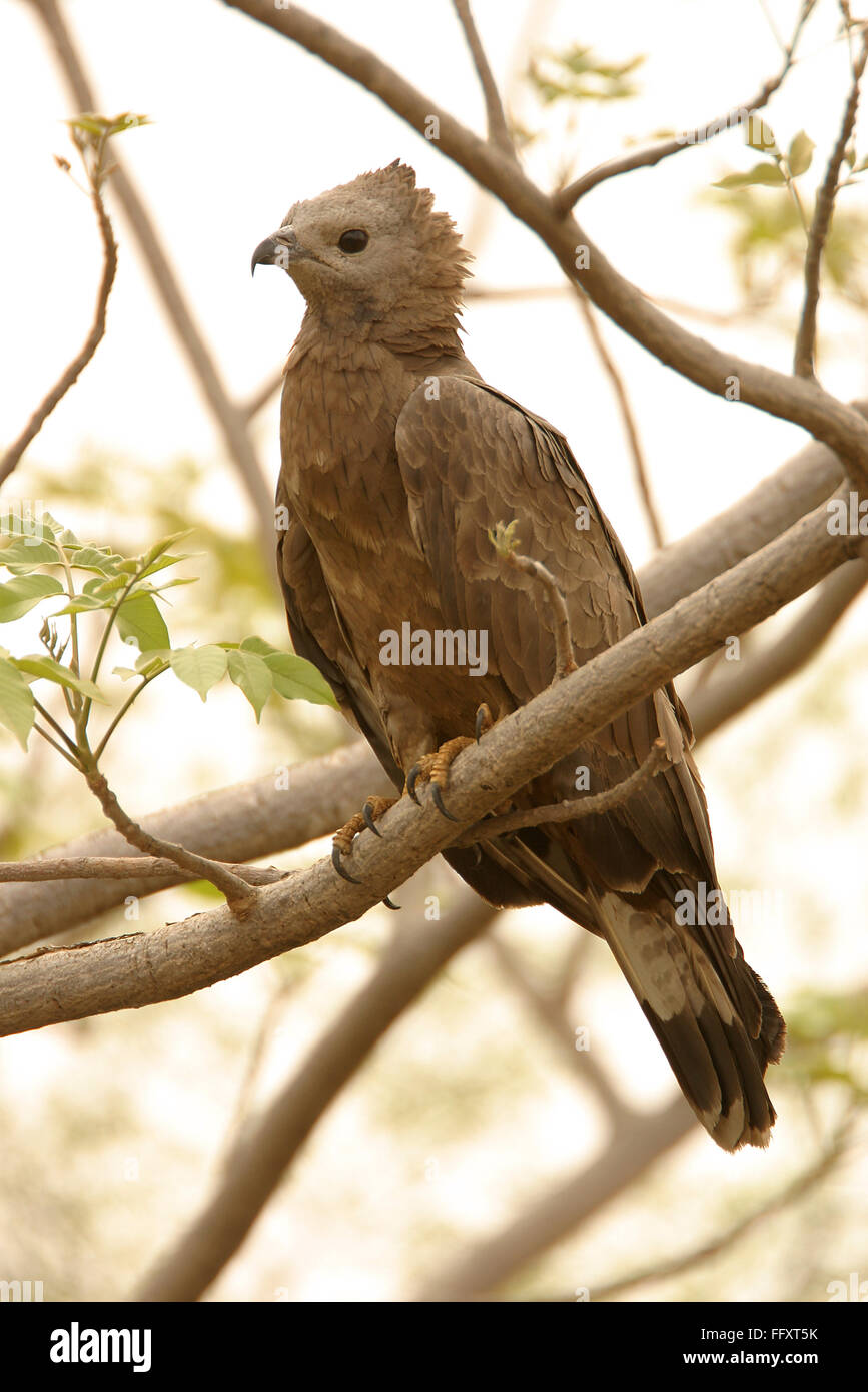 Oriental honey buzzard hi-res stock photography and images - Alamy