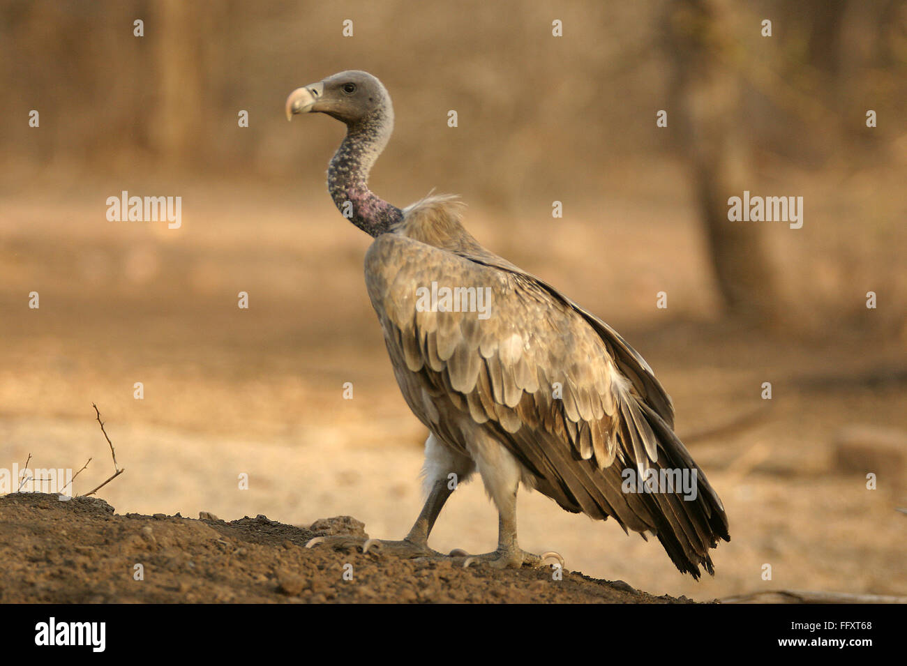 Bird with long curved bill hi-res stock photography and images - Alamy