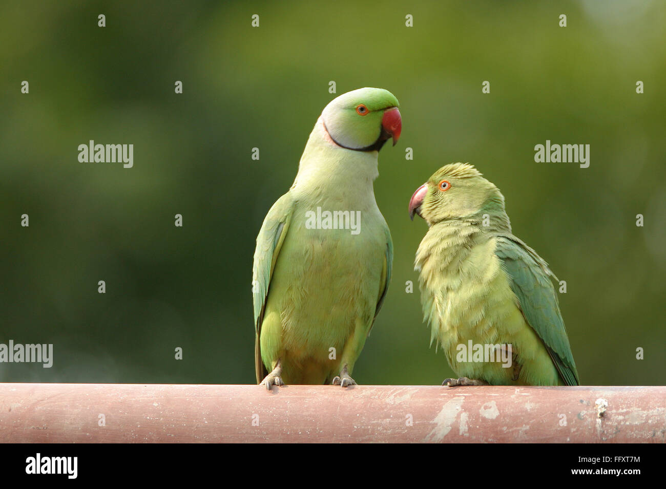 Birds , Mating ritual of Rose ringed Parakeets Psittacula krameri ...