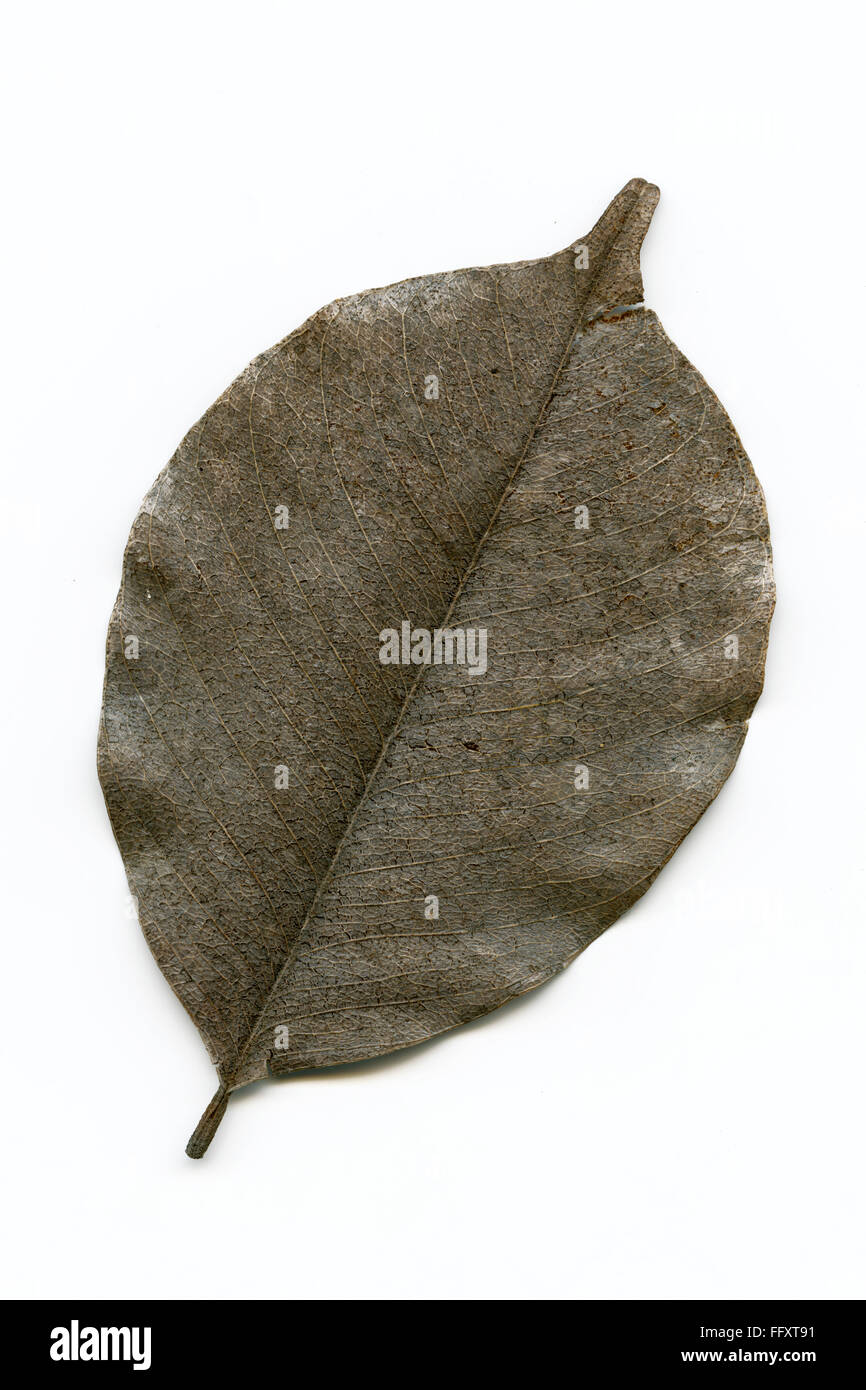 Back of leaf Cut Out Stock Images & Pictures - Alamy