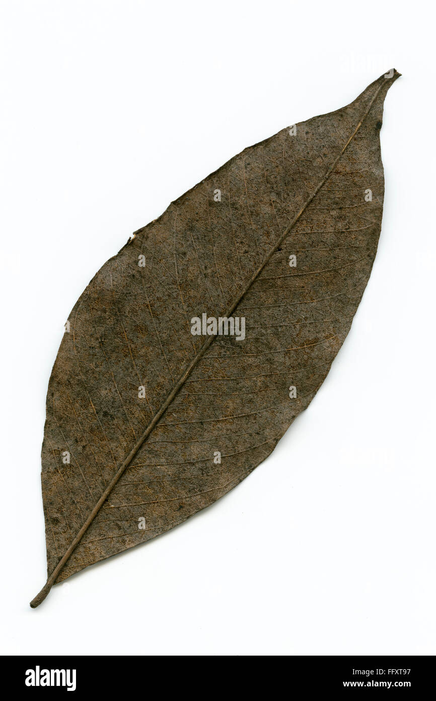 Dried leaves detail Cut Out Stock Images & Pictures - Alamy