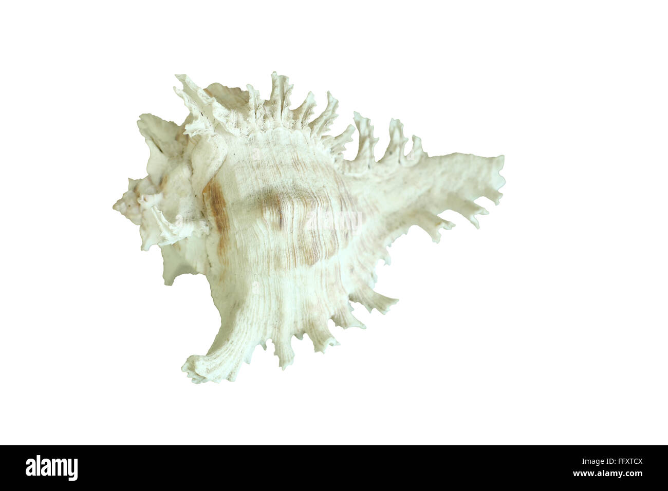 sea shell isolated on white background Stock Photo - Alamy