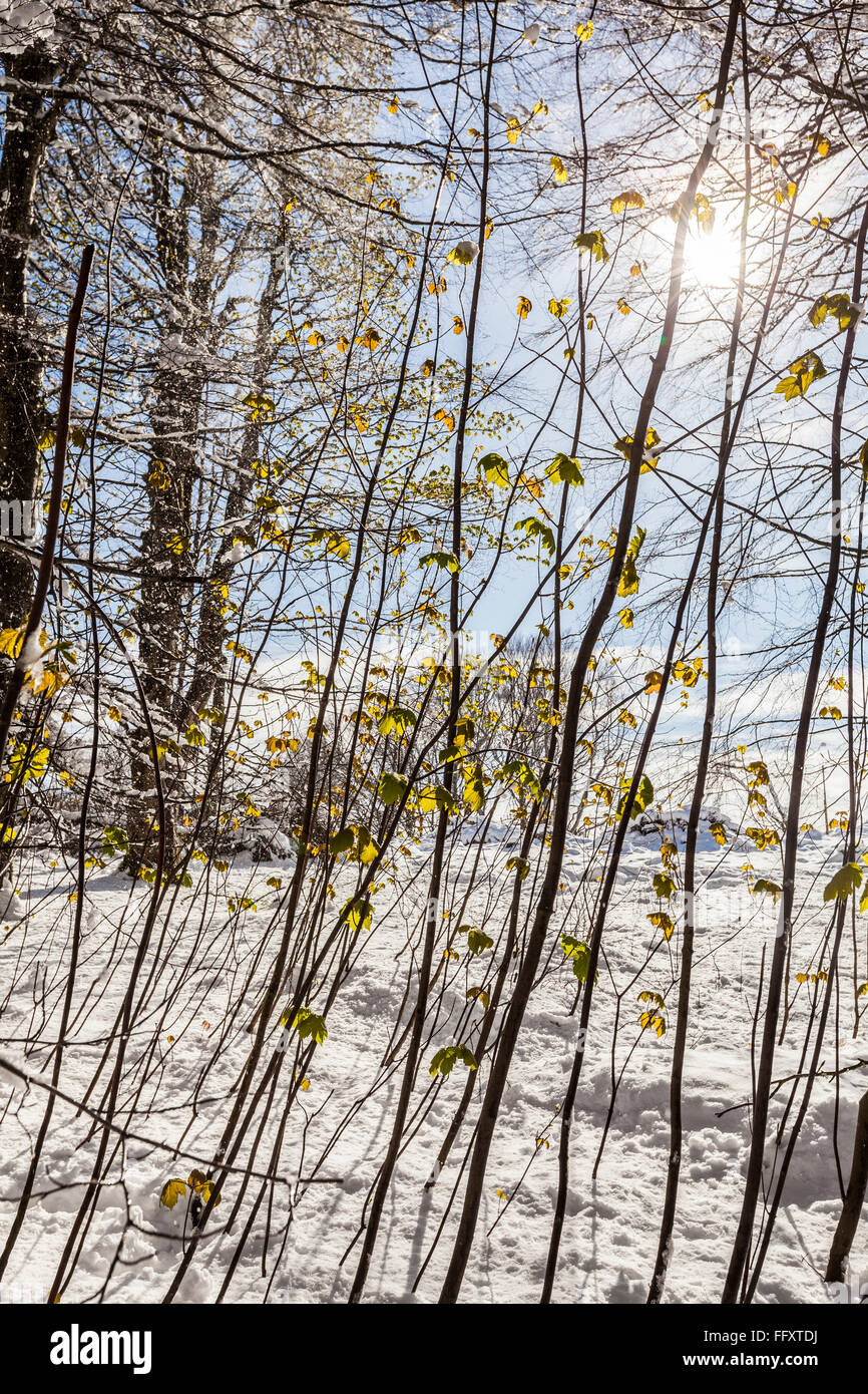 Sycamore Saplings in Snow in Scottish Forest Stock Photo - Alamy