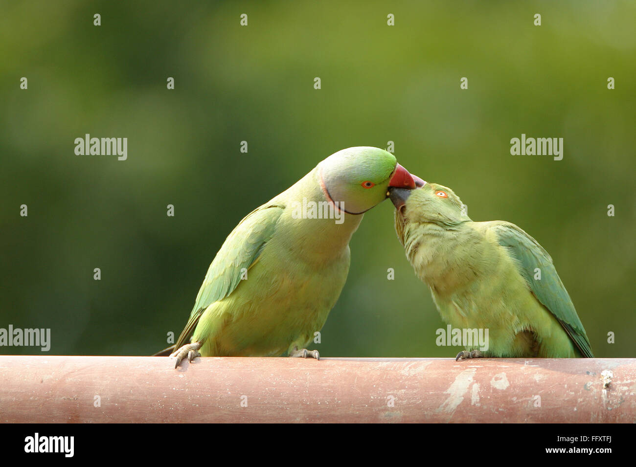 Tiger mating hi-res stock photography and images - Alamy