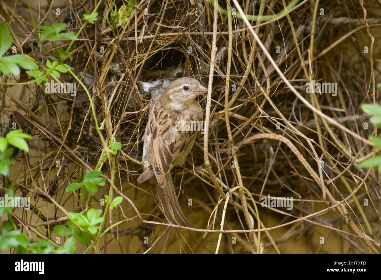 Sparrow bird nest hi-res stock photography and images - Alamy