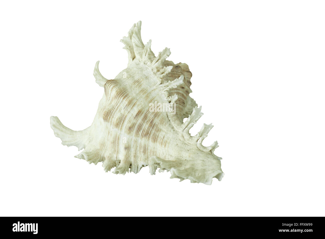 sea shell isolated on white background Stock Photo - Alamy