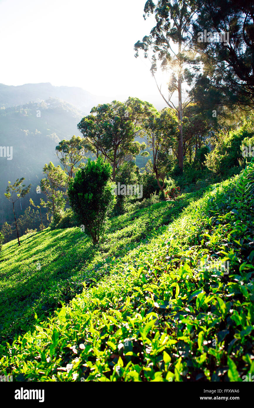 Tea farm ; Munnar ; Kerala ; India Stock Photo - Alamy