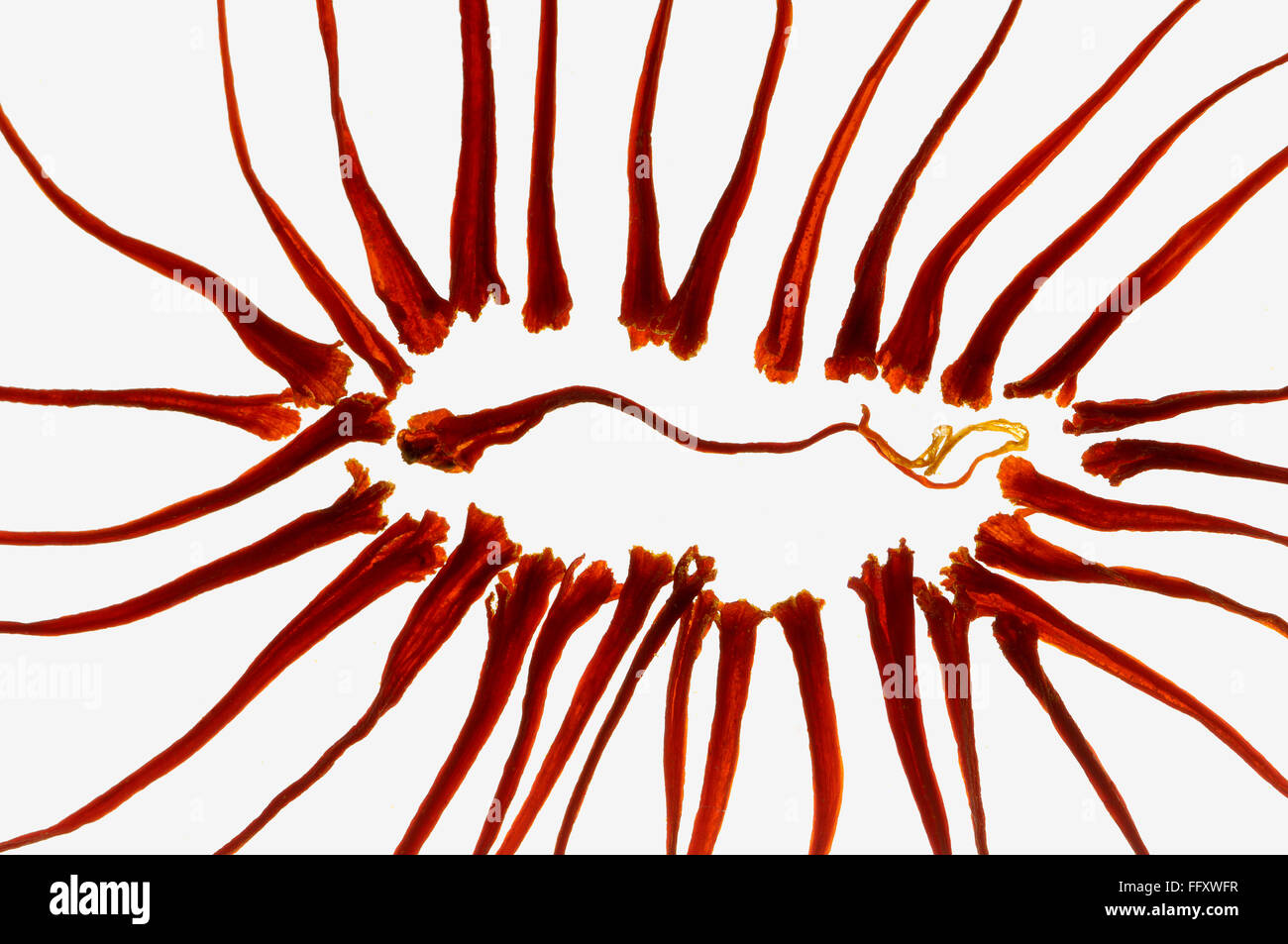 Spices , saffron thread on white background Stock Photo - Alamy