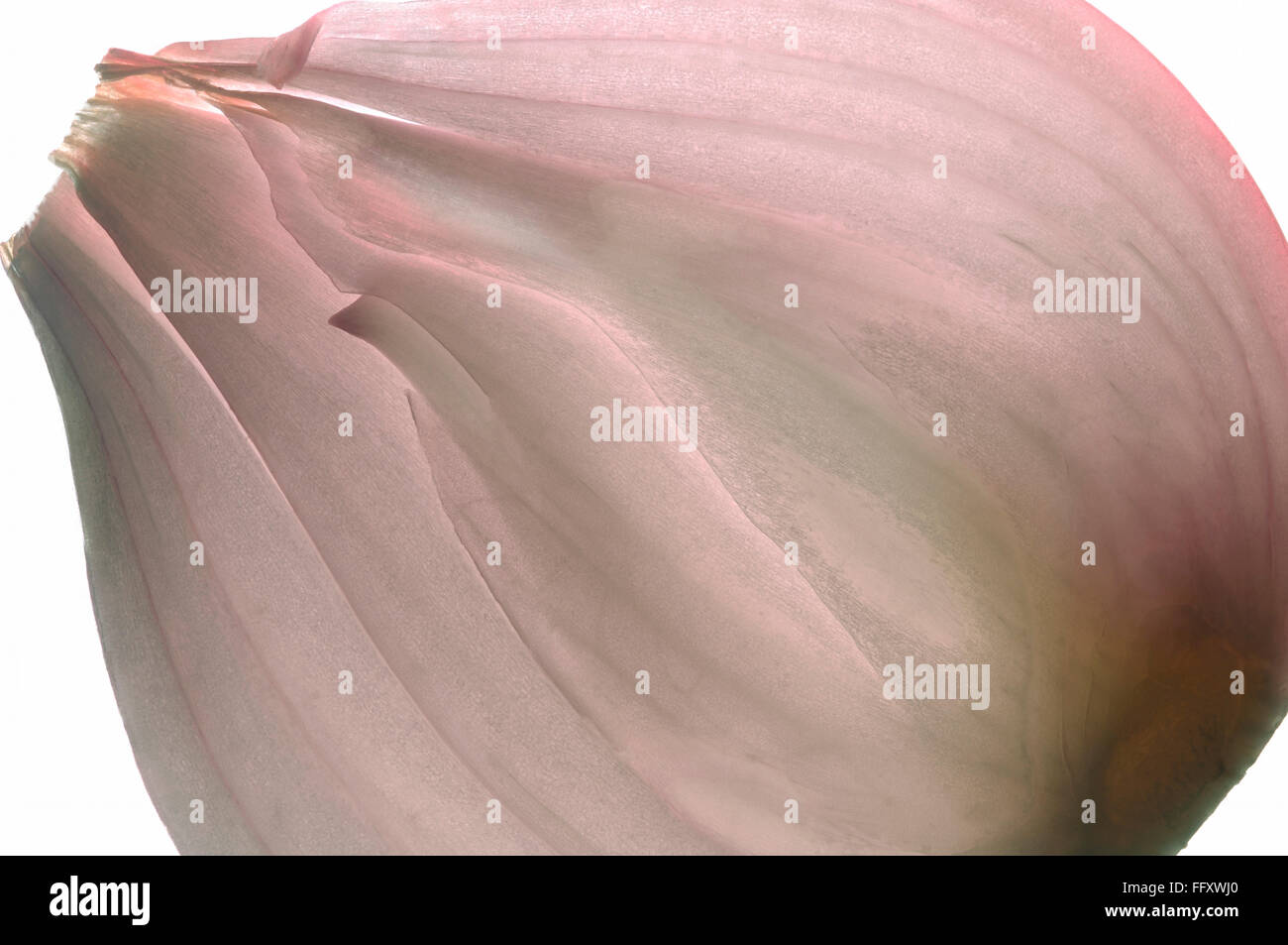 Vegetable , onion or pyaaz Allium Cepa edible bulb on white background ...