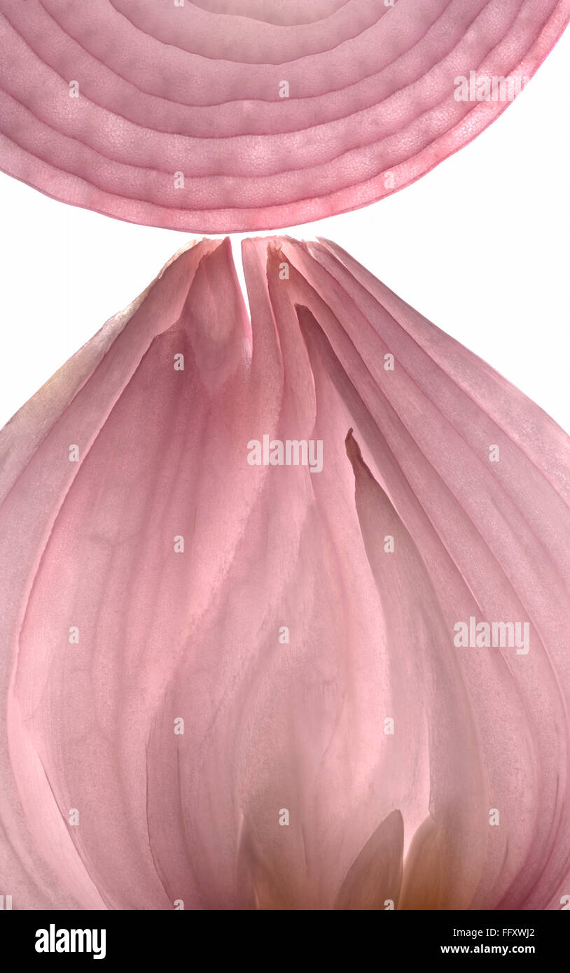 Vegetable , onion or pyaaz Allium Cepa edible bulb on white background ...