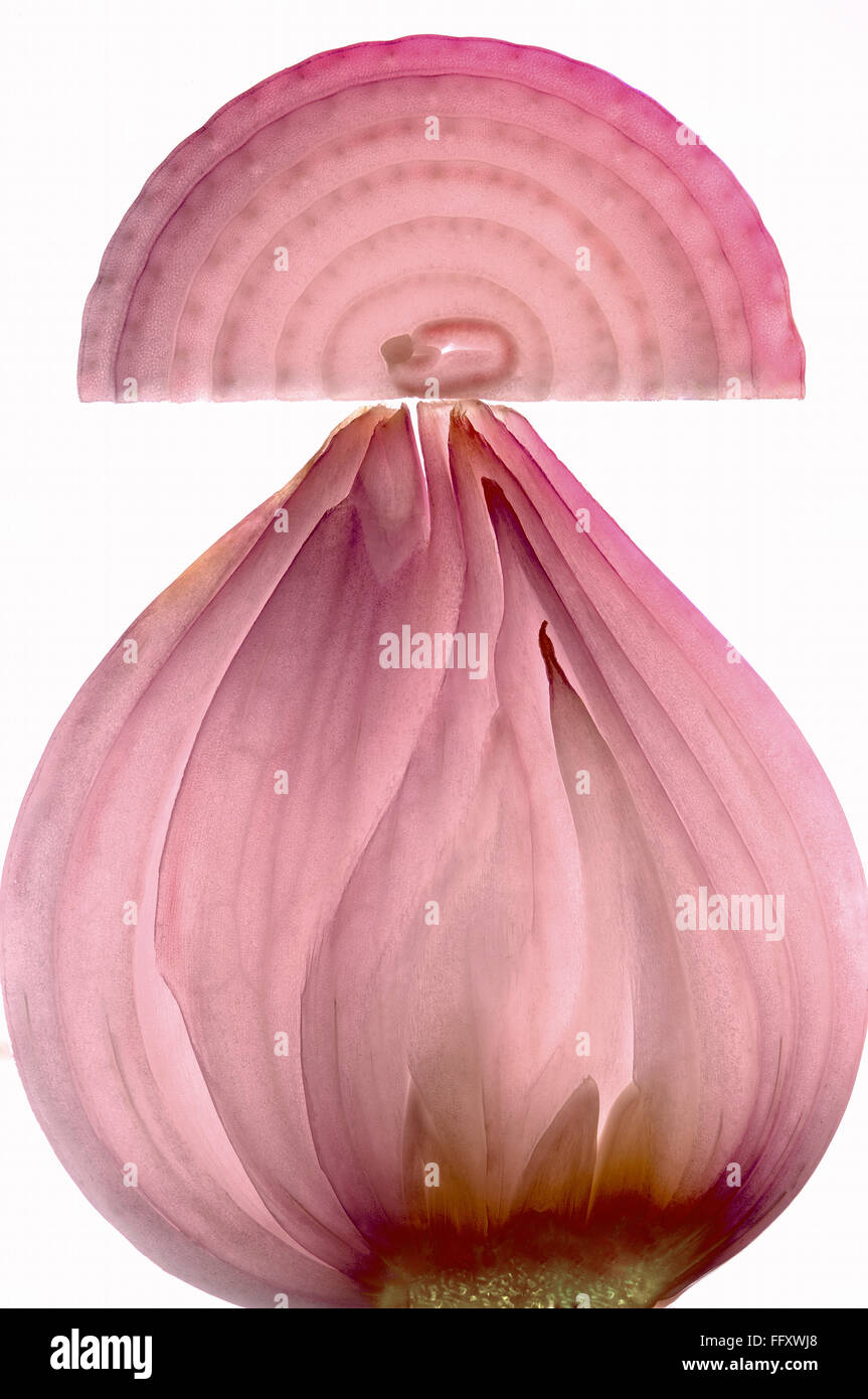 Vegetable , onion or pyaaz Allium Cepa edible bulb on white background ...