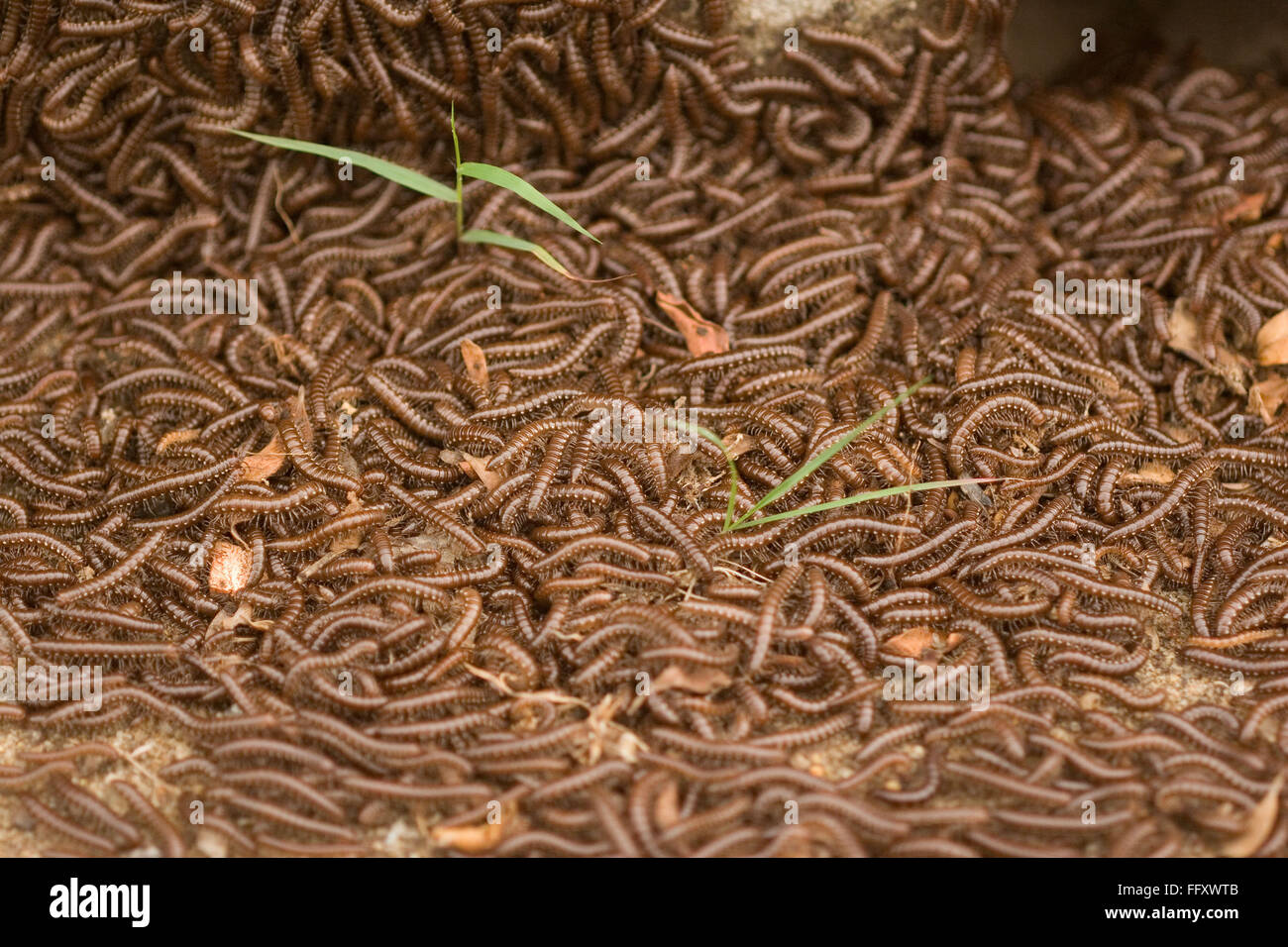 Insects , Gezai in Ranthambore , Rajasthan, India Stock Photo - Alamy