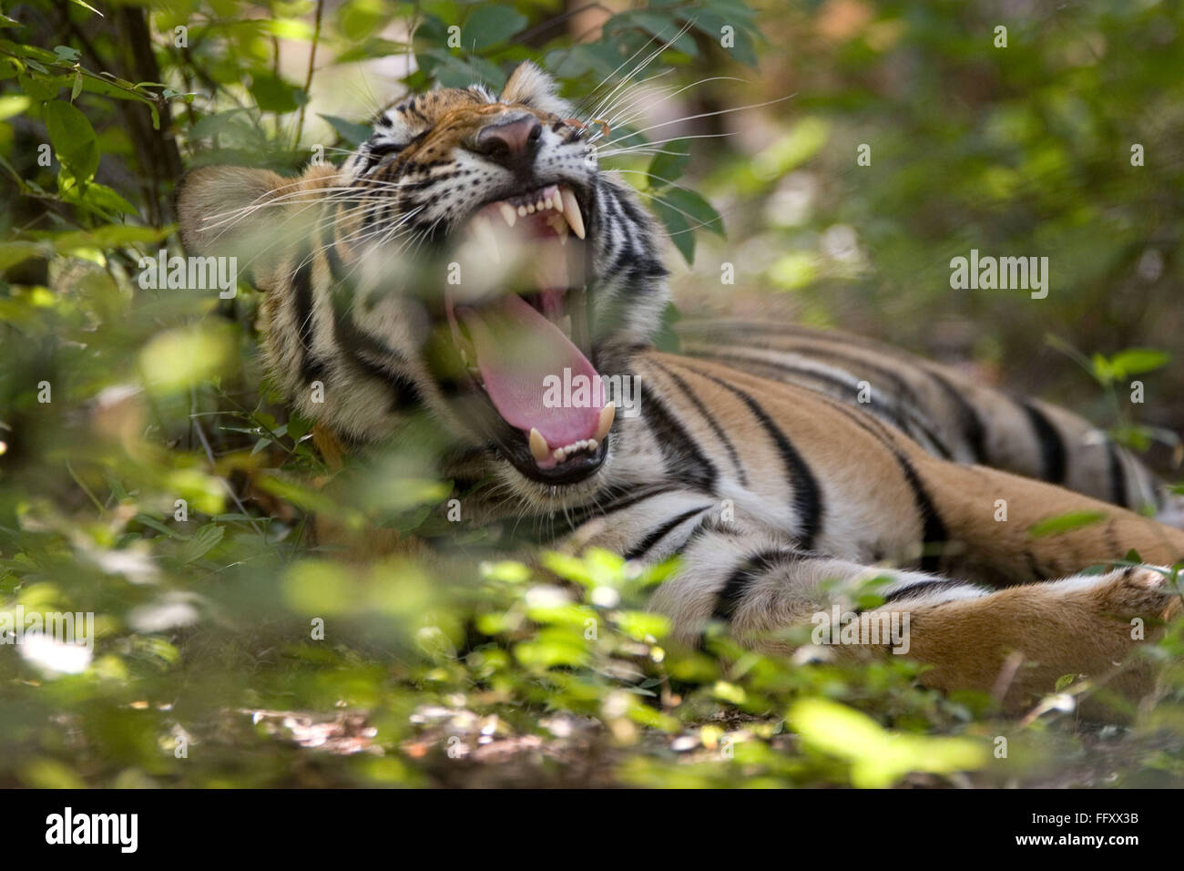 White bengal tiger tiger with tongue out hi-res stock photography and ...