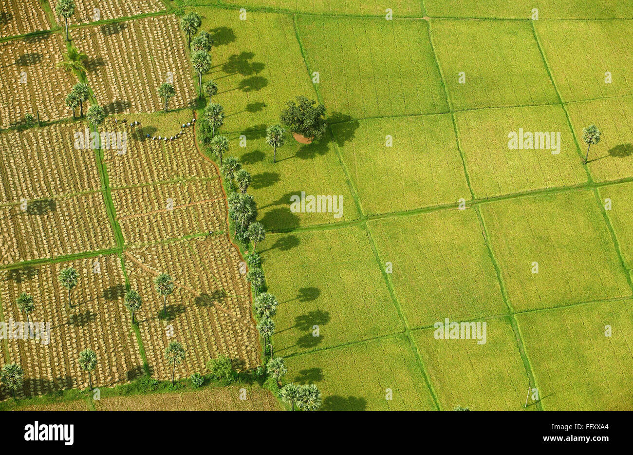Aerial view of tilled and cultivated field , Andhra Pradesh , India ...