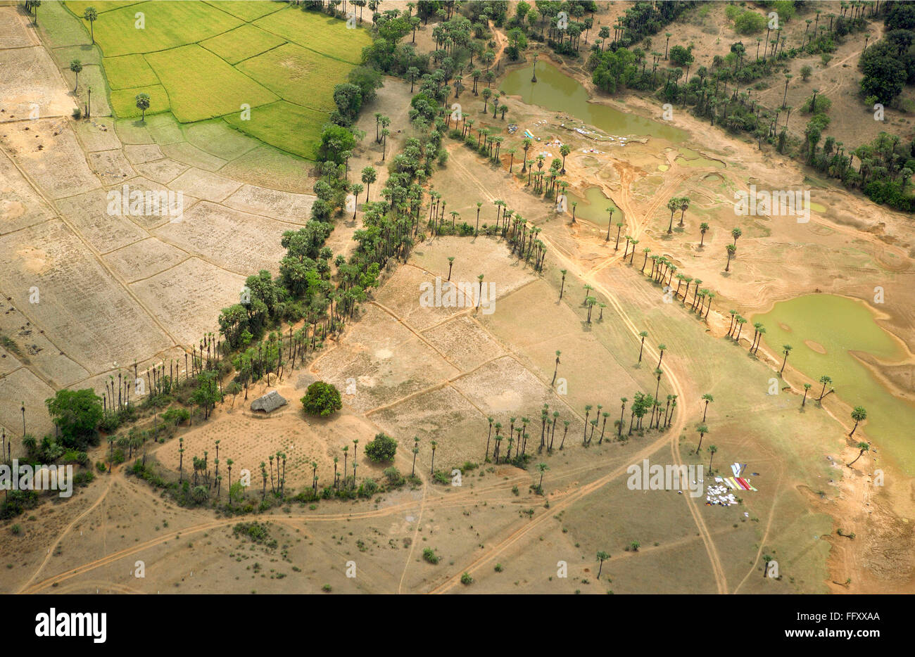 Aerial view of uncultivated field surrounded by trees , Andhra Pradesh ...